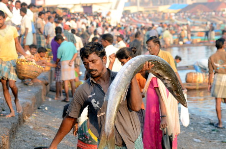 Indian Worker Carries Fish Mechanised Fishing Editorial Stock Photo ...
