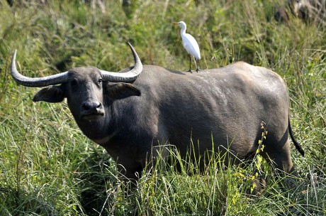 India Pobitora Wildlife Sanctuary - Nov 2011 Stock Pictures, Editorial ...