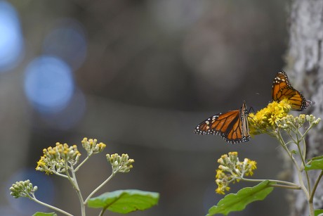 250 Insect migration Stock Pictures, Editorial Images and Stock Photos ...
