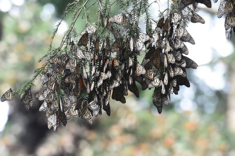250 Insect migration Stock Pictures, Editorial Images and Stock Photos ...
