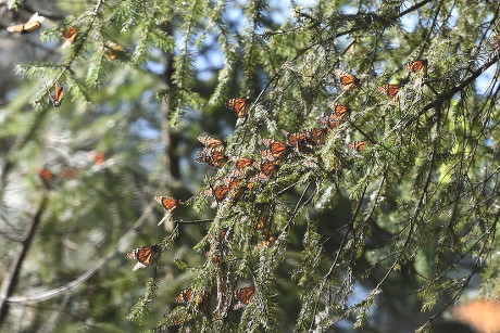 250 Insect migration Stock Pictures, Editorial Images and Stock Photos ...