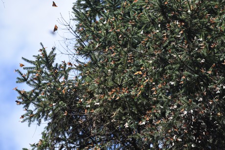 250 Insect migration Stock Pictures, Editorial Images and Stock Photos ...