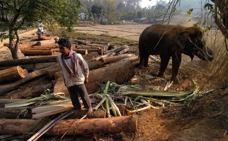 76 India deforestation Stock Pictures, Editorial Images and Stock ...