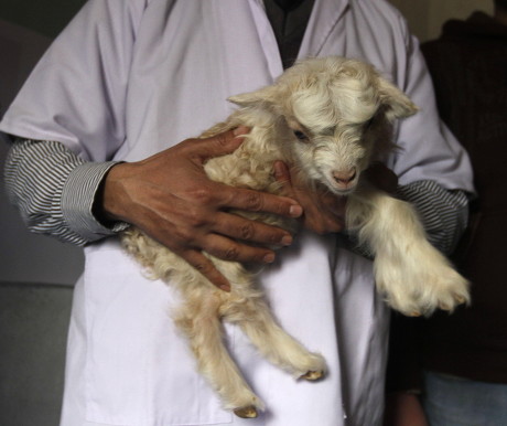 Kashmiri Scientist Holds Noori Cloned Pashmina Editorial Stock Photo ...