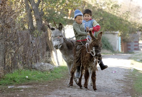 Kyrgyz Boys Ride On Donkeys They Editorial Stock Photo - Stock Image ...