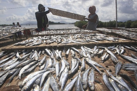 Filipinos Lay Out Their Morning Catch Editorial Stock Photo - Stock ...