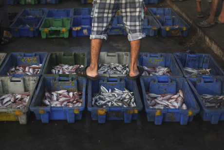 Palestinian Fishmonger Stands On Boxes Fish Editorial Stock Photo ...