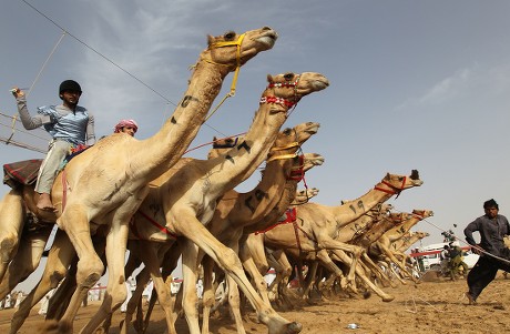 Camel Riders Compete During Annual Sheikh Editorial Stock Photo - Stock ...
