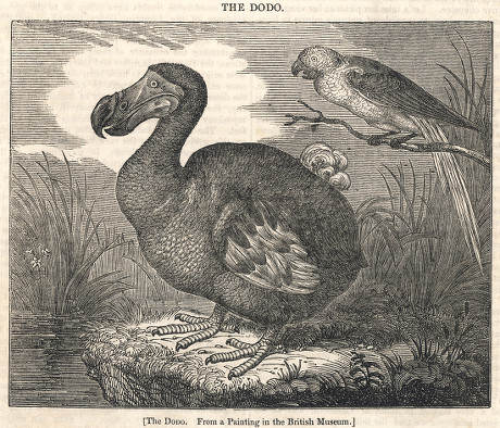 Dodo Extinct Bird Editorial Stock Photo - Stock Image | Shutterstock