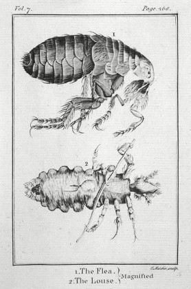 11 Micrographia Stock Pictures, Editorial Images and Stock Photos ...