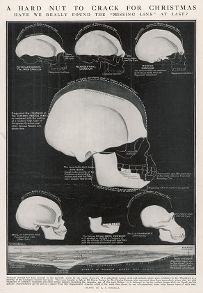 Piltdown Man Diagram Cranium Jaw Bone Editorial Stock Photo - Stock ...