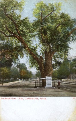 Under This Tree George Washington First Editorial Stock Photo - Stock ...