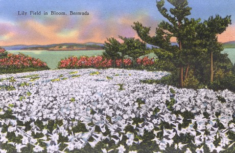 Lily Field Bloom Bermuda Commercial Production Editorial Stock Photo ...