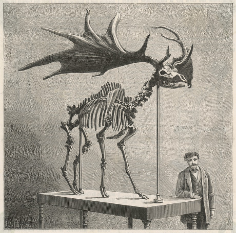 5 Elk skeleton Stock Pictures, Editorial Images and Stock Photos ...
