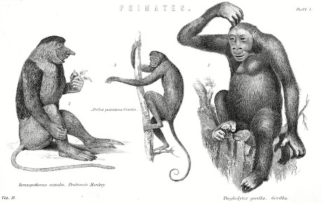 Three Species Primate Proboscis Monkey Coaita Editorial Stock Photo ...