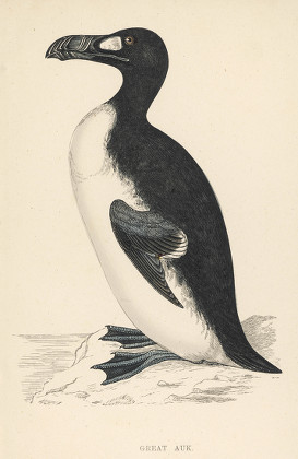 17 Awk Stock Pictures, Editorial Images and Stock Photos | Shutterstock