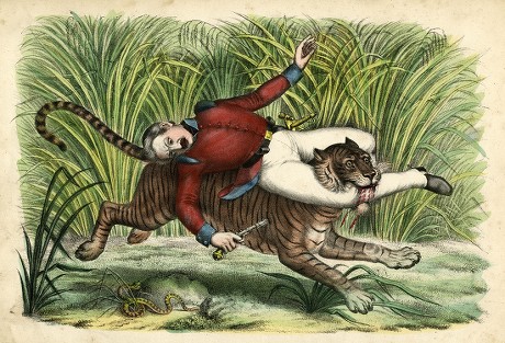 Tiger Attacks Man Carries Him Off Editorial Stock Photo - Stock Image ...