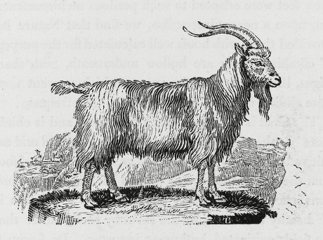 Capra Rupicapra Though Linnaeus Classified This Editorial Stock Photo ...