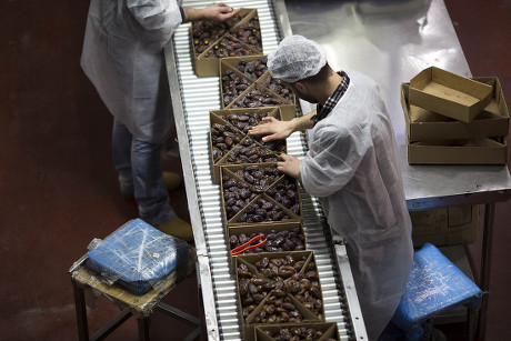 Worker Pack Medjool Dates Factory Kibbutz Editorial Stock Photo - Stock ...