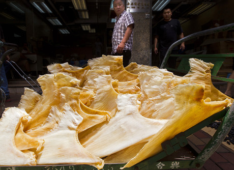 Bleached Shark Fins Dry Out On Editorial Stock Photo - Stock Image ...