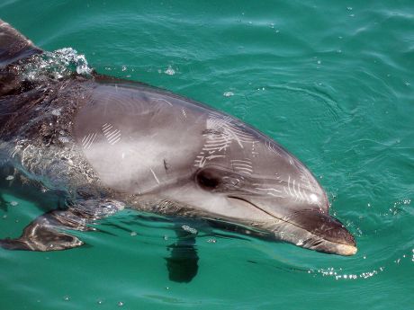 22 Dolphin enclosure Stock Pictures, Editorial Images and Stock Photos ...