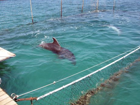 22 Dolphin enclosure Stock Pictures, Editorial Images and Stock Photos ...