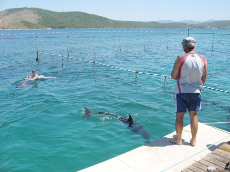 22 Dolphin enclosure Stock Pictures, Editorial Images and Stock Photos ...