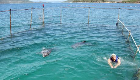 22 Dolphin enclosure Stock Pictures, Editorial Images and Stock Photos ...