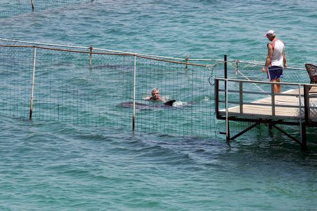 22 Dolphin enclosure Stock Pictures, Editorial Images and Stock Photos ...