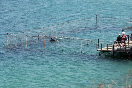 22 Dolphin enclosure Stock Pictures, Editorial Images and Stock Photos ...