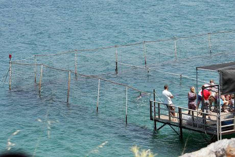 22 Dolphin enclosure Stock Pictures, Editorial Images and Stock Photos ...