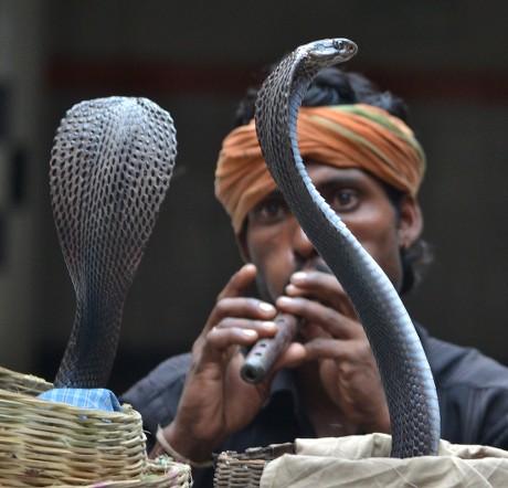 Indian Snake Charmer Plays Been Traditional Editorial Stock Photo ...