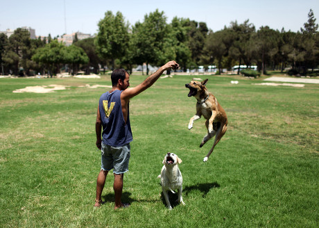 Israeli Plays His Dogs Jerusalem Park Editorial Stock Photo - Stock ...