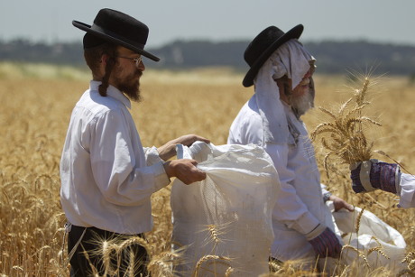 Ultraorthodox Jewish Men Use Small Sickle Editorial Stock Photo - Stock ...