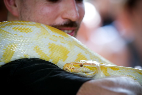 Visitors Take Photos Burmese Python Snake Editorial Stock Photo - Stock ...