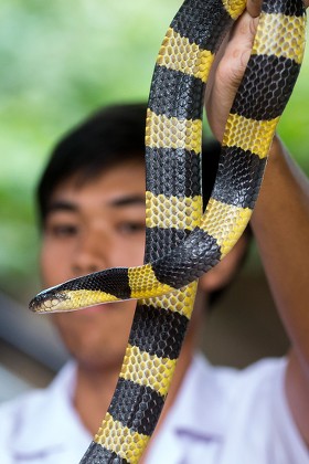 Thai Snake Expert Holds Venomous Yellow Editorial Stock Photo - Stock ...