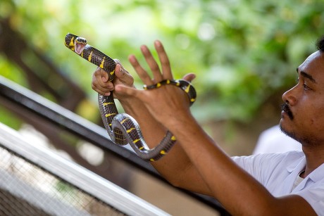 Thai Snake Expert Holds Venomous Mangrove Editorial Stock Photo - Stock ...