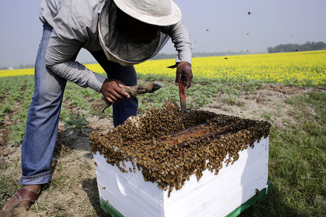 Worker Moti Sons Honey Farm Examines Editorial Stock Photo - Stock ...