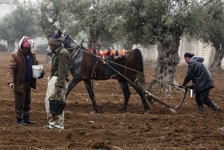 Syrian Farmer Abu Ezzo R Prepares Editorial Stock Photo - Stock Image ...