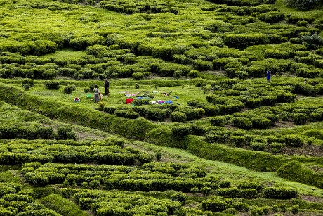 17 Rwanda tea farm Stock Pictures, Editorial Images and Stock Photos ...