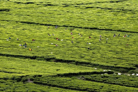 17 Rwanda tea farm Stock Pictures, Editorial Images and Stock Photos ...