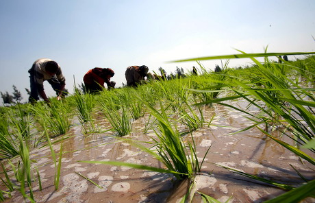 Egyptian Farmers Plant Rice Seedlings Egypts Editorial Stock Photo ...