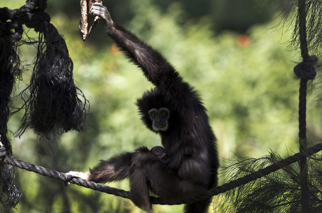 Bettina 32year Old Gibbon Holds Her Editorial Stock Photo - Stock Image ...