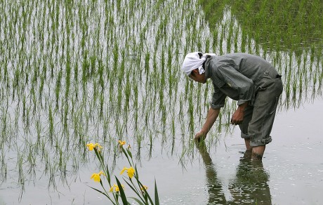 24 Rice picking Stock Pictures, Editorial Images and Stock Photos ...