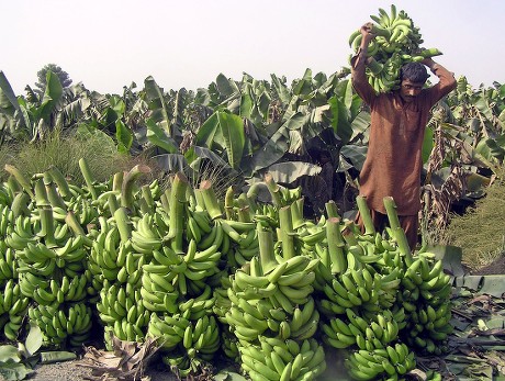 Pakistani Farmer Collects Bananas Banana Garden Editorial Stock Photo ...