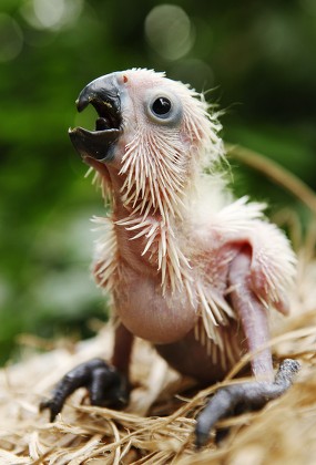 17dayold Blue Eyed Cockatoo Seen Enclosure Editorial Stock Photo ...
