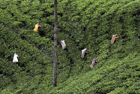 Sri Lankan Tea Pluckers Engaged Their Editorial Stock Photo - Stock ...
