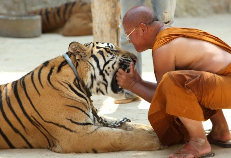 Monk Chan Head Tiger Temple Buddhist Editorial Stock Photo - Stock ...