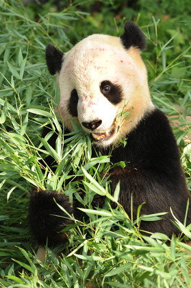 Giant Panda Tai Shan Eats Bamboo Editorial Stock Photo - Stock Image ...