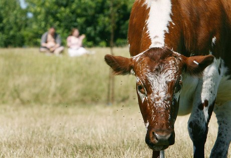 Cow Grazes Mudchute Park Farm Near Editorial Stock Photo - Stock Image ...